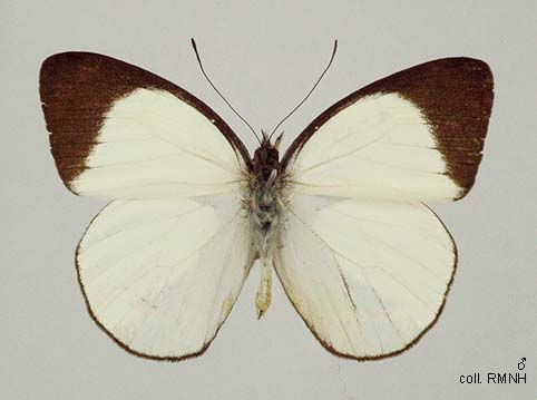 Papua Insects Foundation (Lepidoptera/Pieridae/Pierinae(Delias kummeri)
